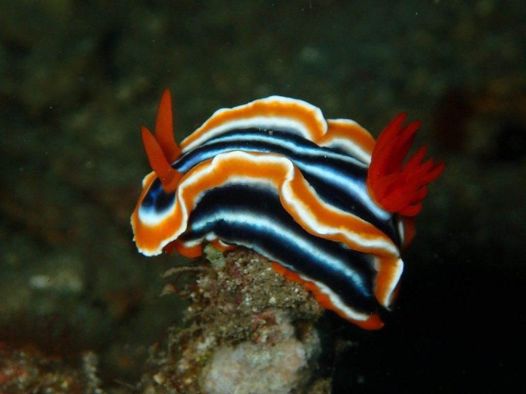 Nudibranch Sea Slugs - Everything You Need to Know - CoralRealm